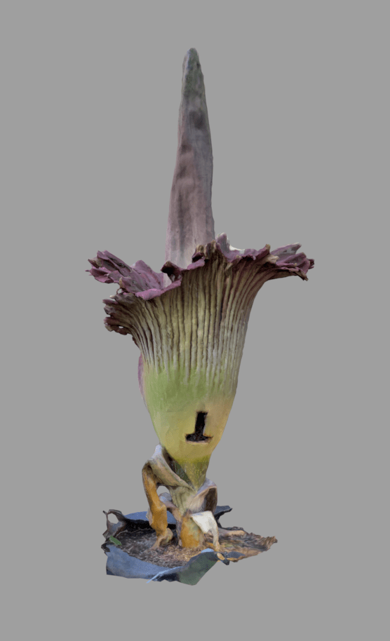 Corpse plant in AR